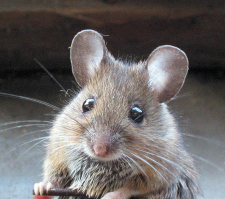 PETS FOR YOU | BEST PET: Mouse Mice or Mus is a genus of rodents