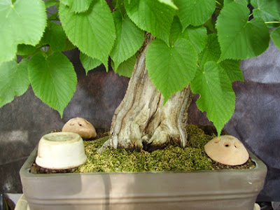 Tecnicas: Defoliación