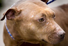 Save Vick's Dogs: WARNING - THE BELOW DISTURBING PHOTO DEPICTS A DOG ...
