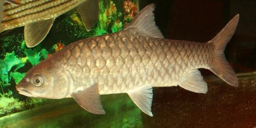 SOLYMONE BLOG: MALAYSIAN'S EMPURAU - A TASTY BUT VERY EXPENSIVE FISH TO EAT