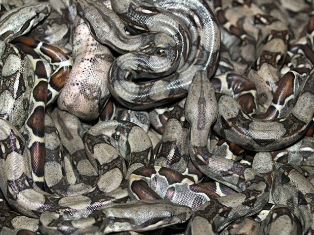 SOLYMONE BLOG: 95 LIVE SNAKES FOUND IN BURST BAG AT MALAYSIA AIRPORT