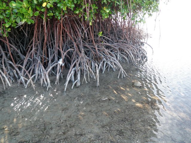 My Coral Adventures: Tonga - Day 12 Part 1