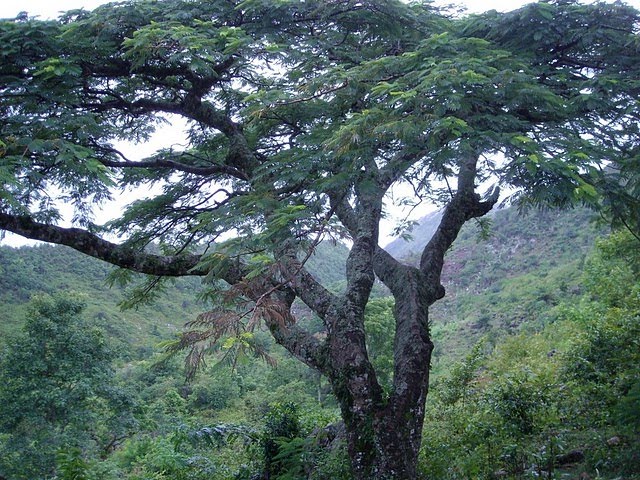 Reflections of Two Mouns: The goods.