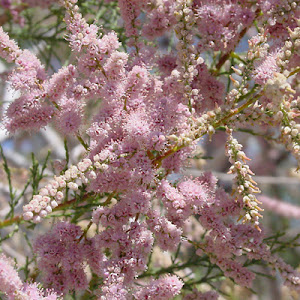 Casa cu tamarisc şi alte proze