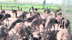 Welcome to my blog: Emu rearing picks up in Punjab