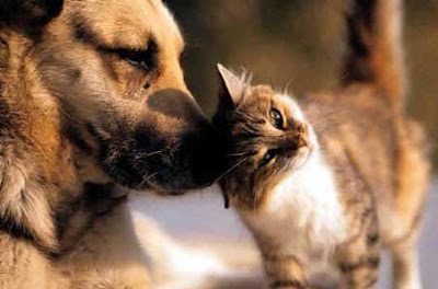 Interspecies Friends: Cute dog and cat
