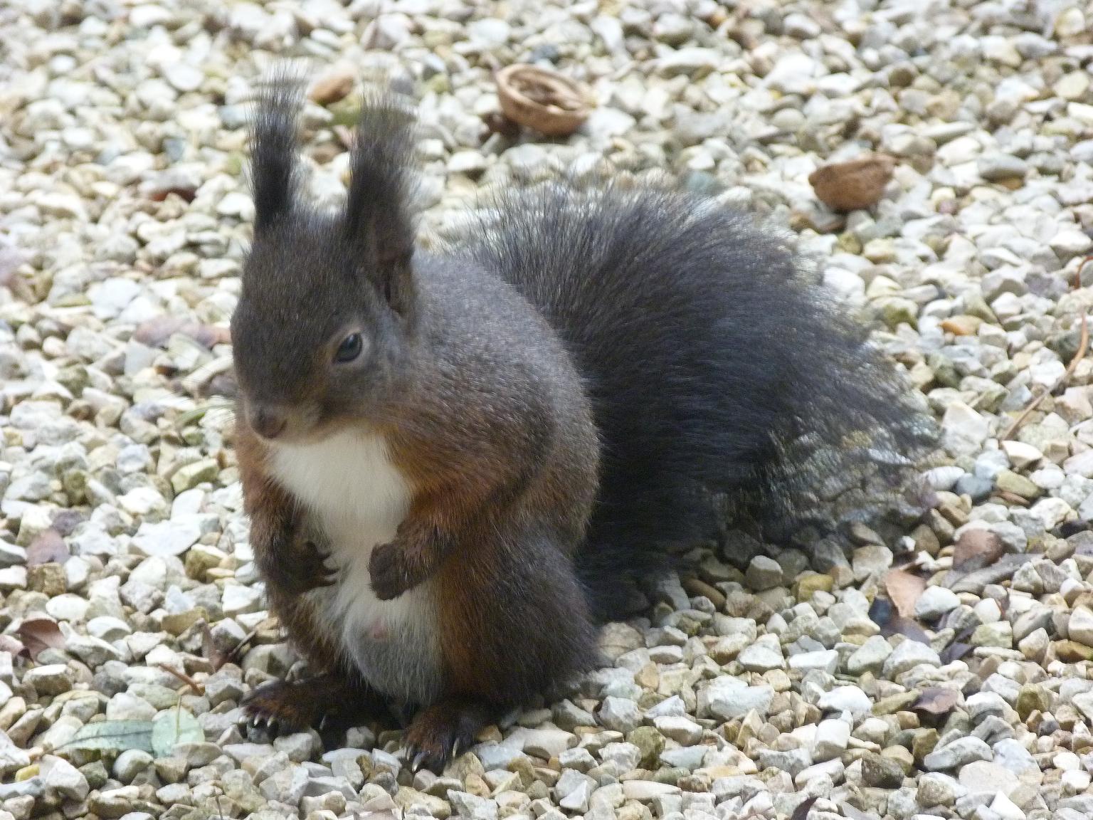 Les Pins Noirs: Ecureuil roux, écureuil noir...