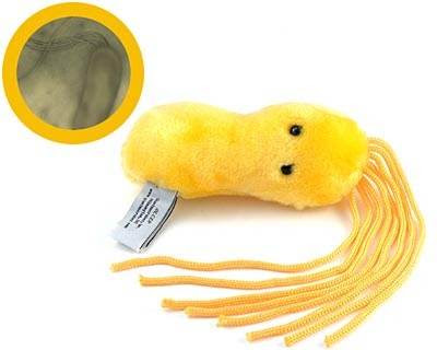 Cute & Beautiful Bacteria Toys..........!