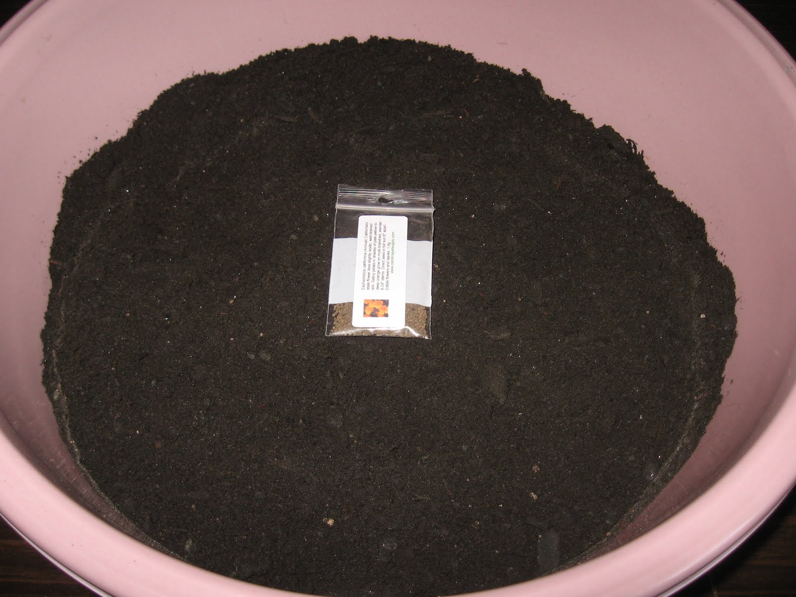 Will Travel by Foot: Growing My Own Tortoise Food