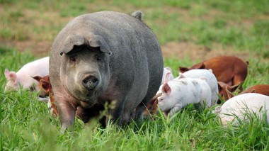 Honest Food: Swine Dining: Going Whole Hog for Heritage Pork