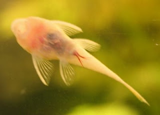 Manage your freshwater aquarium, tropical fishes and plants: Camallanus ...