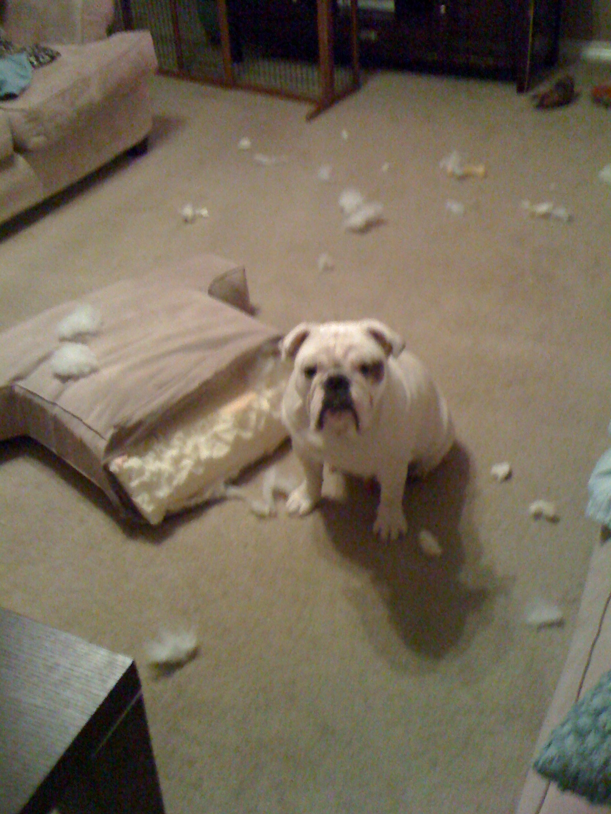 Capt. Rhett "Butler" the Bulldog