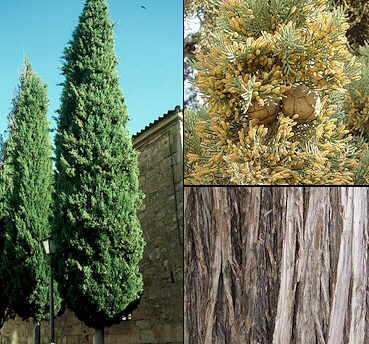 Flores, Ervas e Essências: CIPRESTE - Cupressus sempervirens