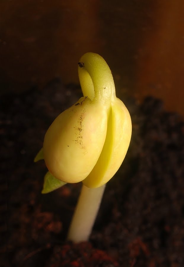 Natuurfotografie: Kiem bruine boon