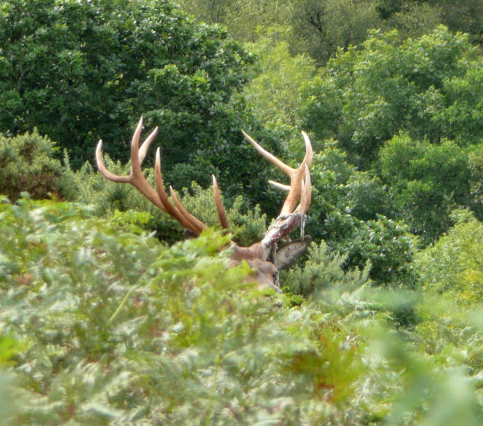 Spindlebrook • no-dig • Market Garden: Stalking Red Deer Stags