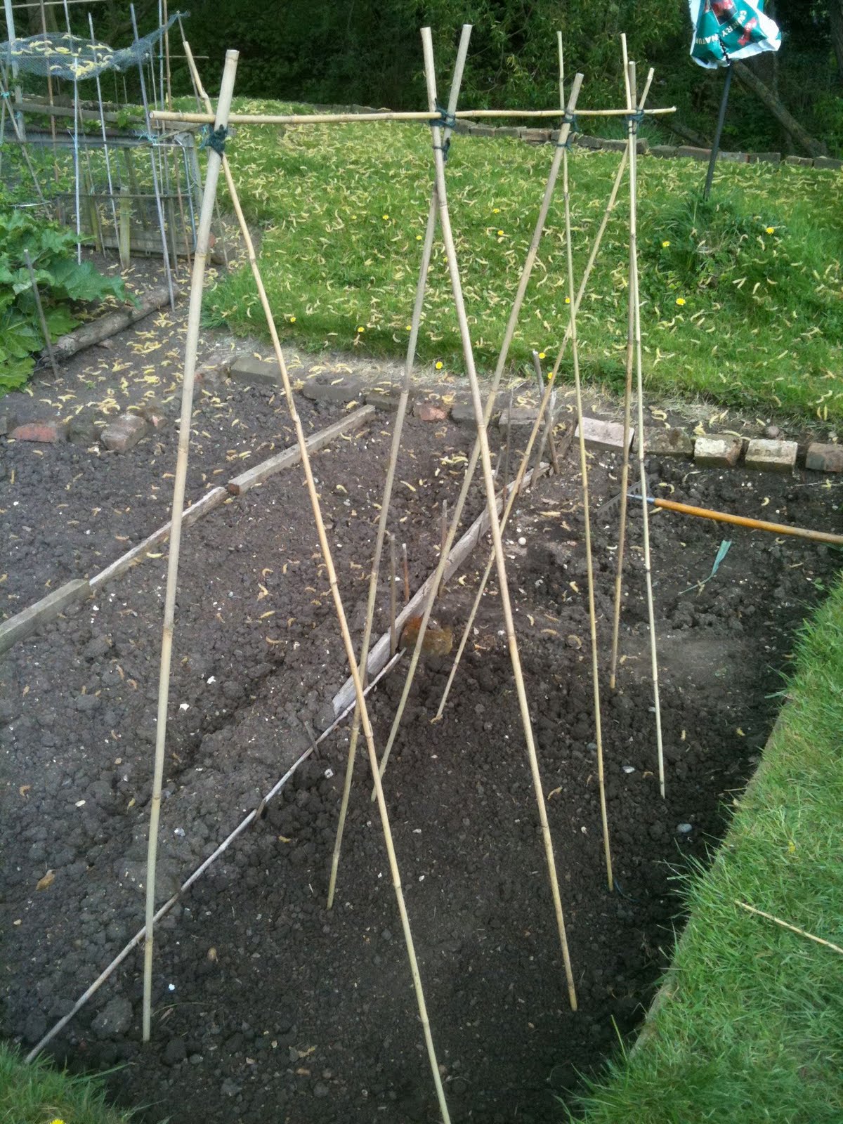 The London Vegetable Garden: 'Cane & Able' - Preparations for a ...