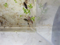 INSECTOS y otros libros: La alimentación de los barqueros