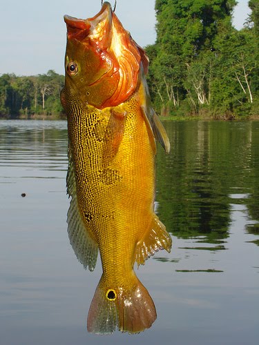 Pesca Alegria