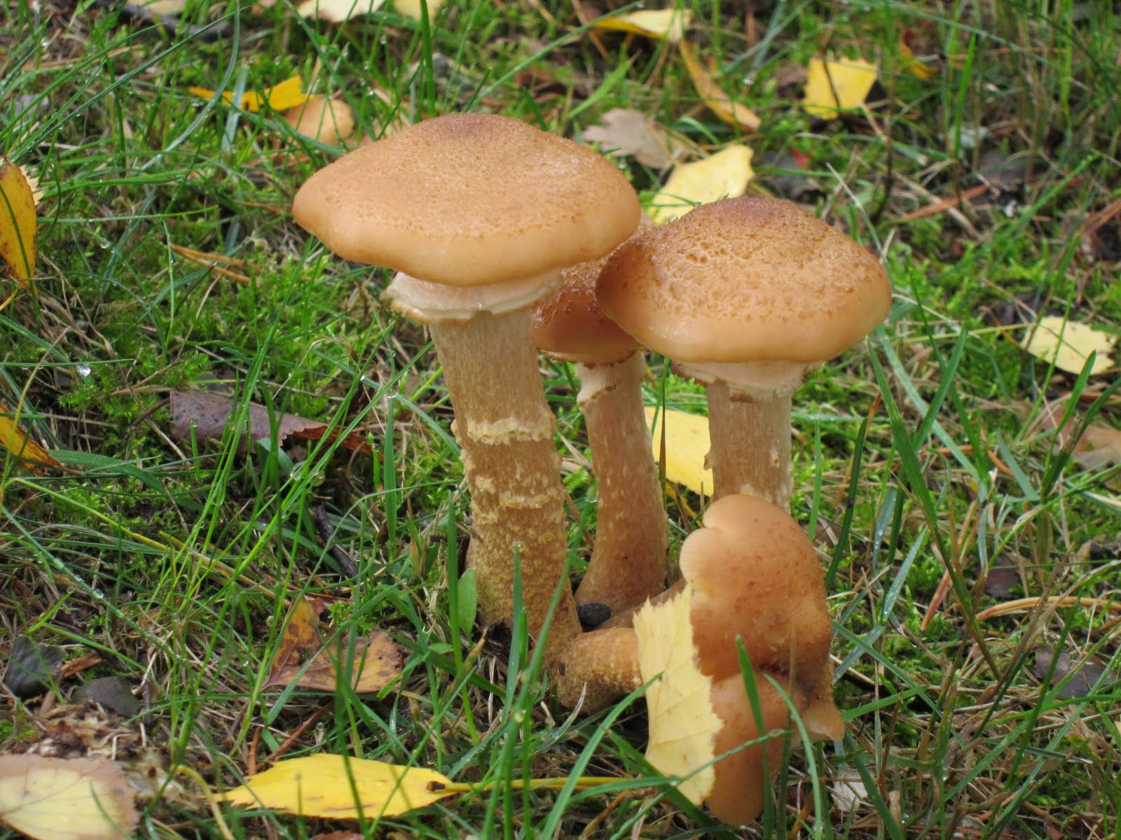 Tarinan tupa: Sateen roplotusta ja tuhtailua