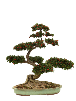 Bonsai styles ~ Bonsai