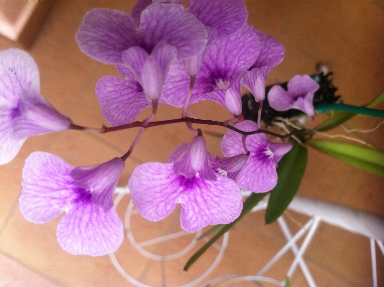 Lee's Orchid: Ionopsis utricularioides