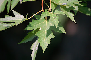 Walking In Beauty: Five Lobed Leaf