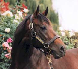 TODO EQUINOS: HISTORIA Y ORIGEN DEL PSI