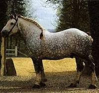 TODO EQUINOS: HISTORIA DEL PERCHERON