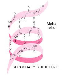 Free download secondary structure of protein - aidrot