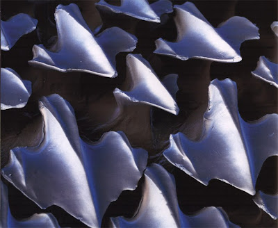 -The AqUaTiC WoRld-: Do sharks have scales?