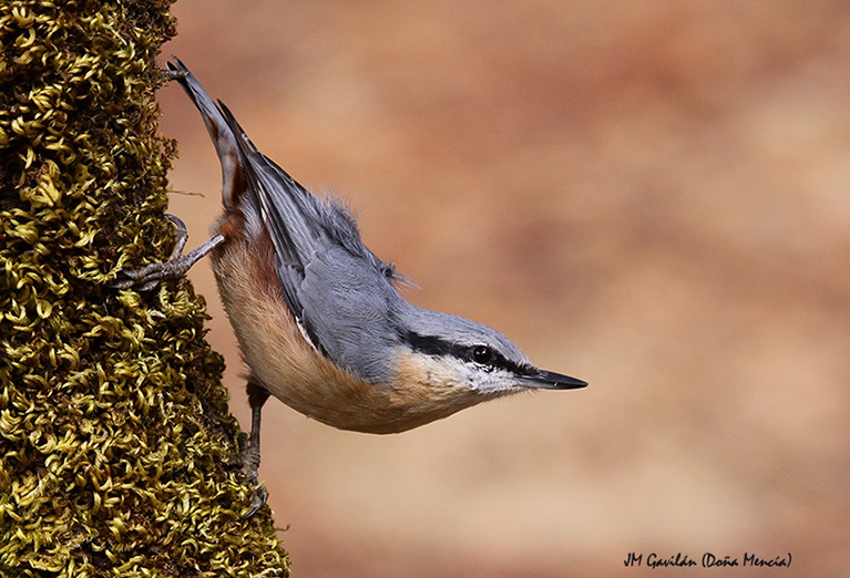 Fotografía de Naturaleza - JM Gavilán: Trepador azul