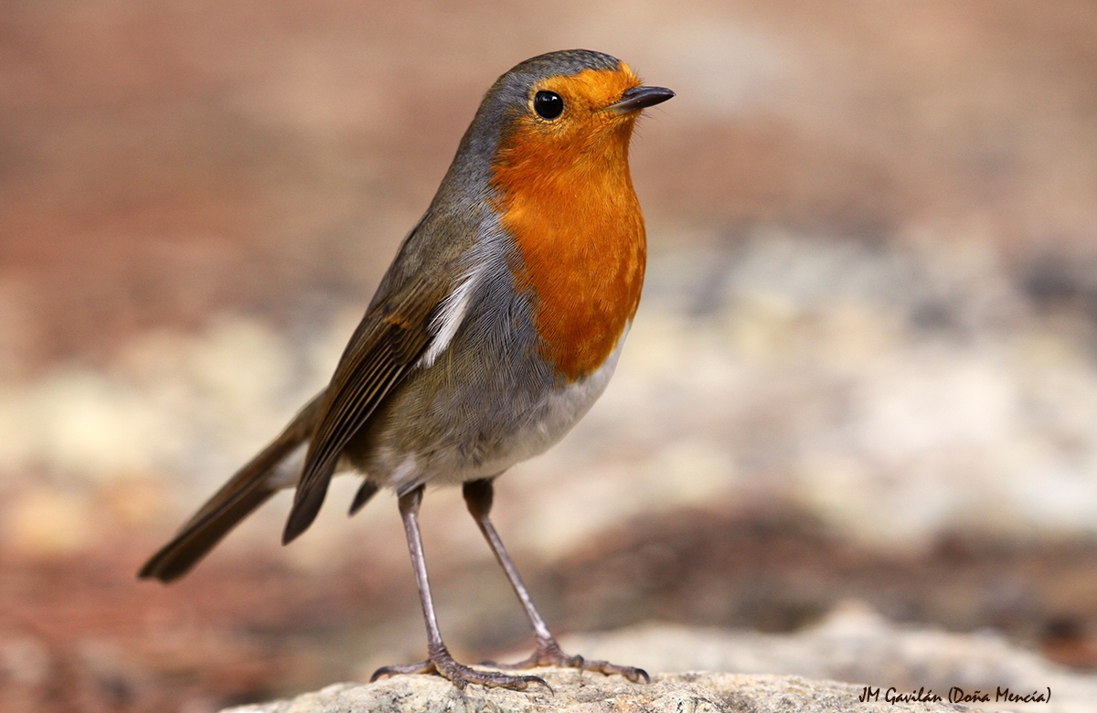 Fotografía de Naturaleza - JM Gavilán: Petirrojo (Erithacus rubecula)