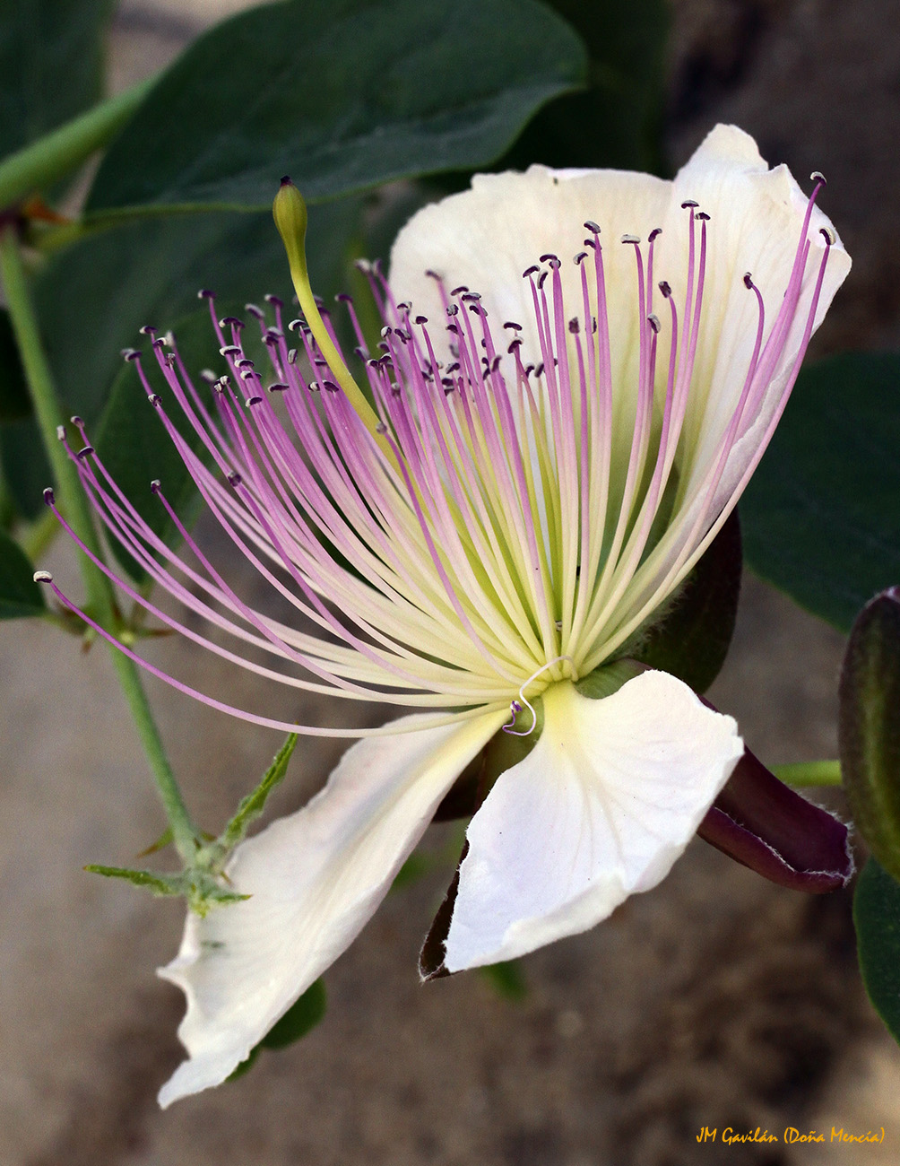 Flora de la Sierra Subbética - JM Gavilán -: Capparis spinosa (Alcaparra)