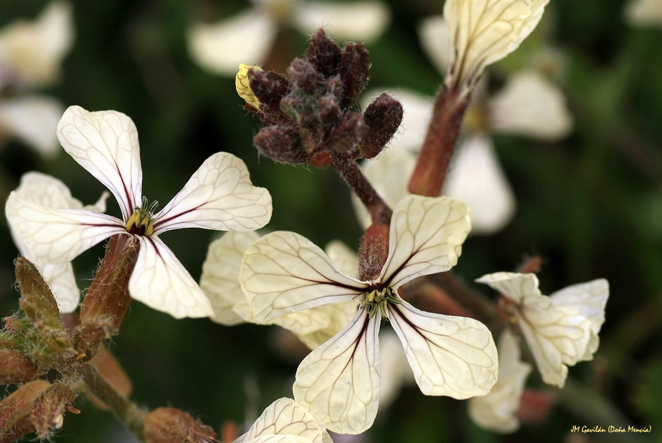 Fotografía de Naturaleza - JM Gavilán: Eruca vesicaria