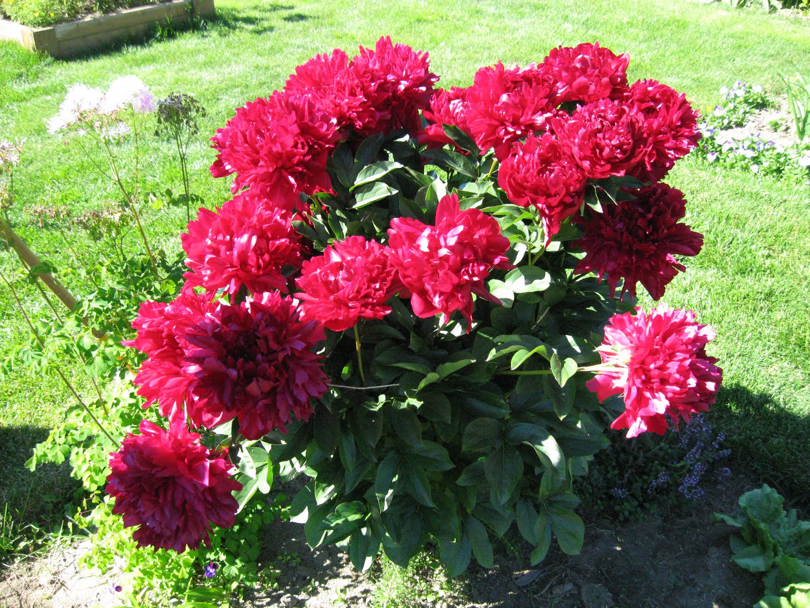 What's Blooming in the Palmer Garden?: July 2010