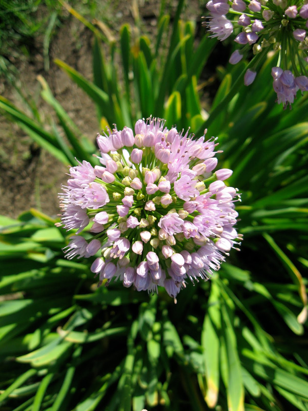 What's Blooming in the Palmer Garden?