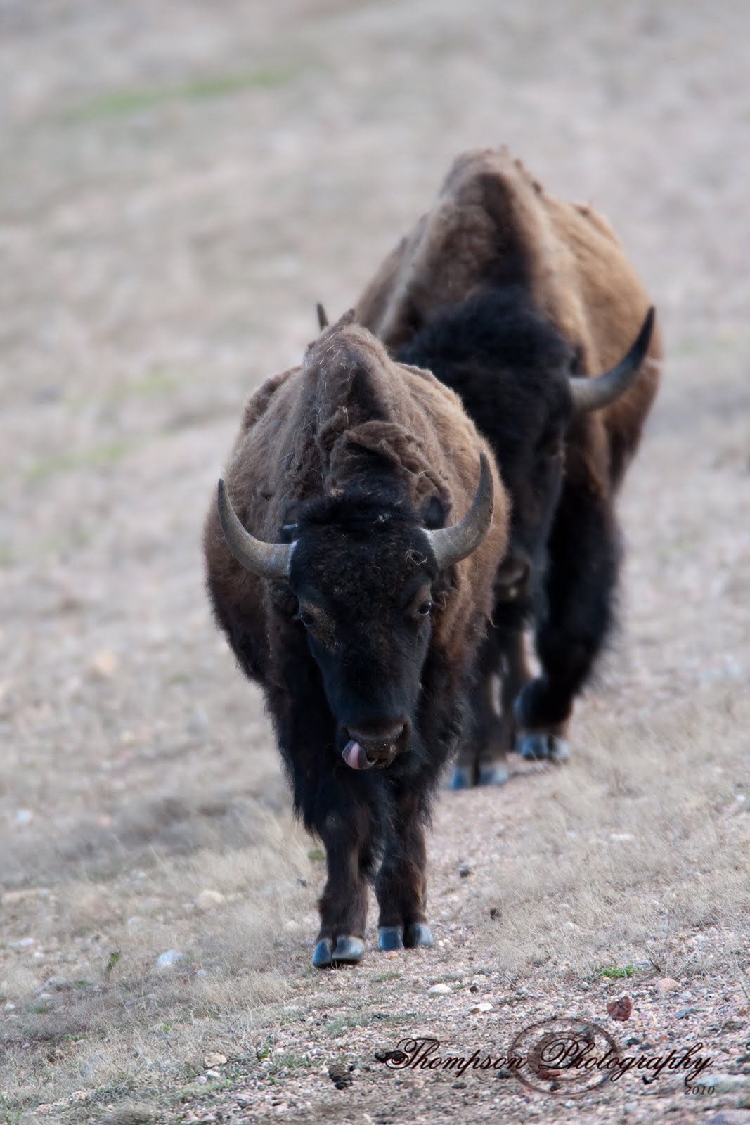 Thompson Photography Photo Blog: Baby Buffalo in Custer State Park