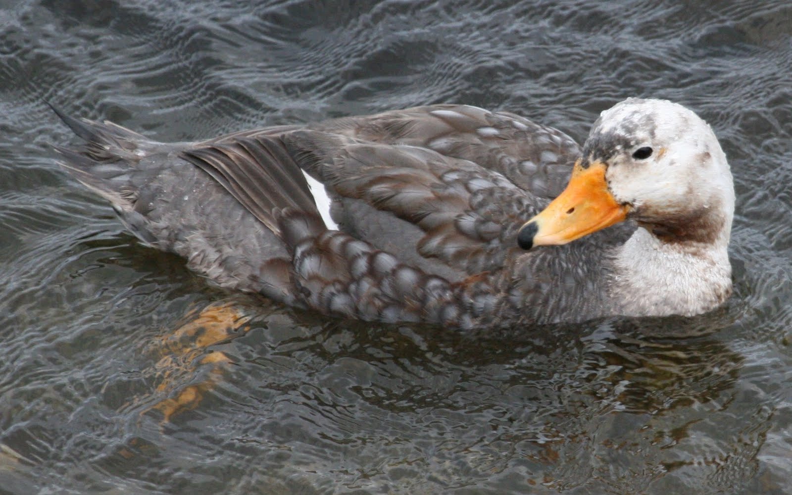 The Bagsy Blog: 11/20/09