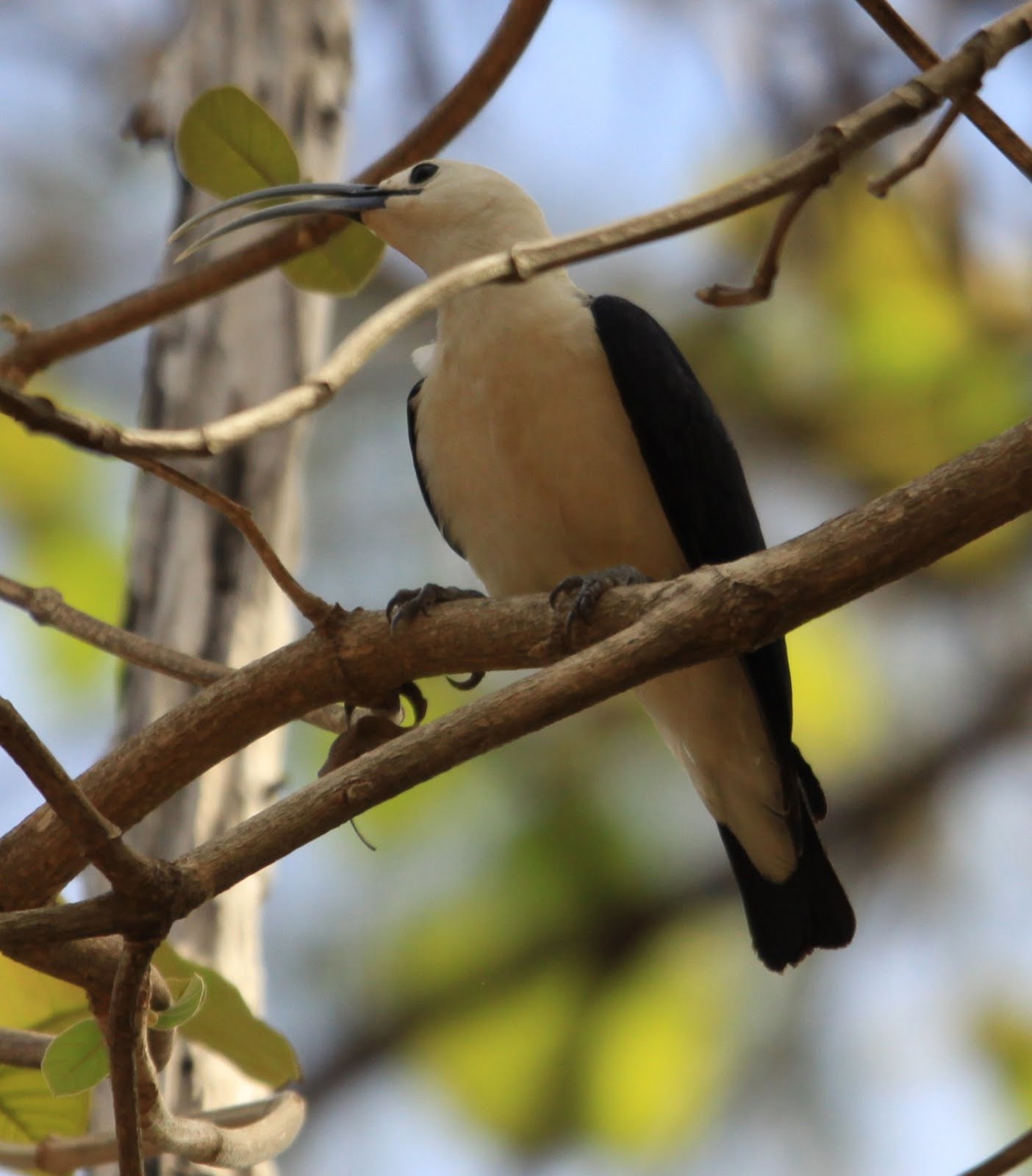 The Bagsy Blog: Captain William Allen 1770 -1843