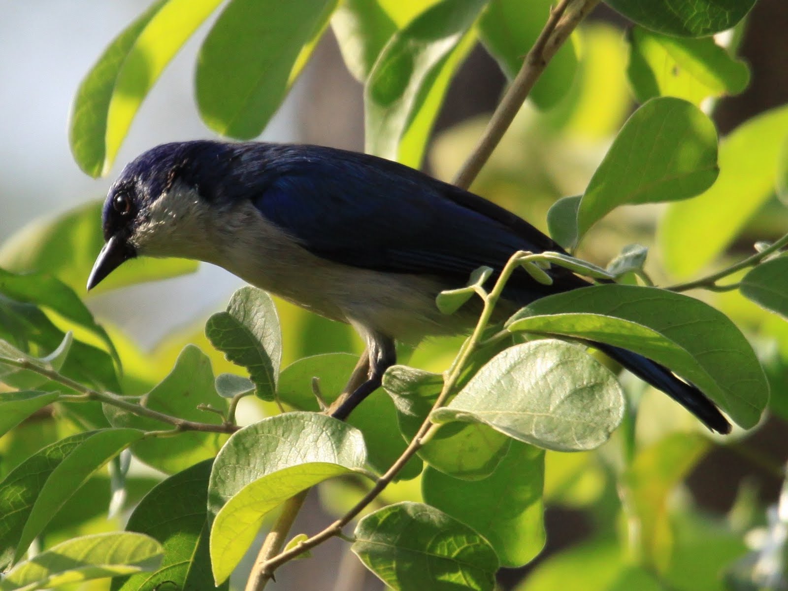 The Bagsy Blog: Captain William Allen 1770 -1843