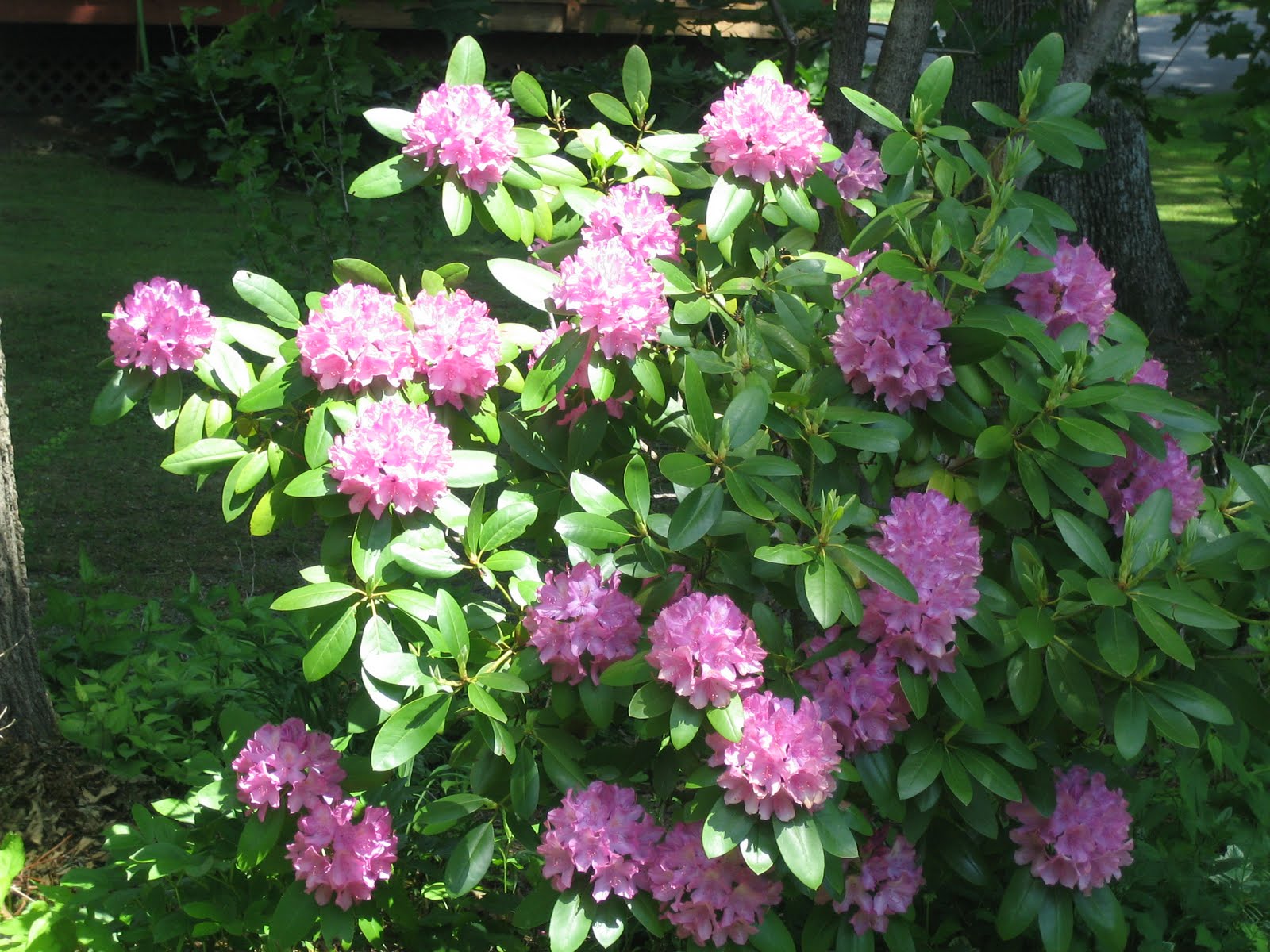 Landscaping With Rhododendrons | How To Grade Landscape