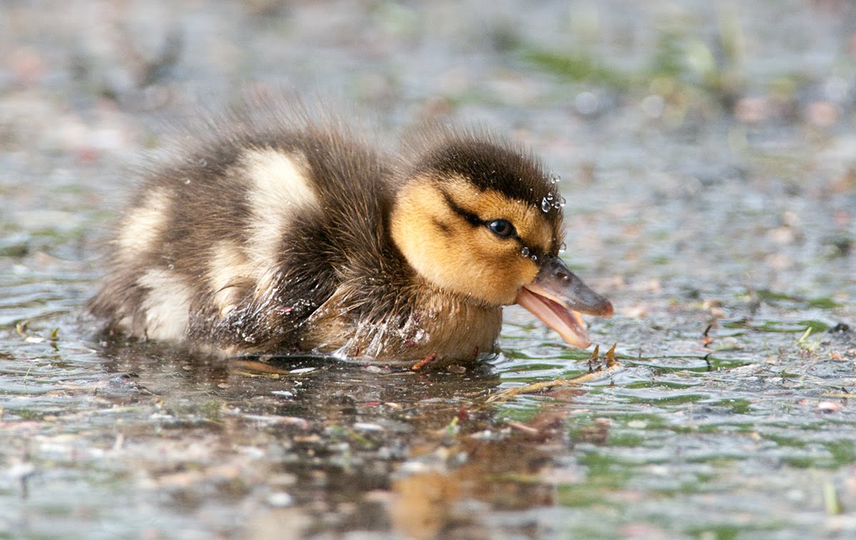 Welcome to. . .: Ducklings and more