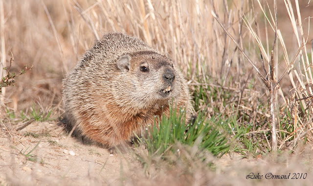 Wild Long Island Photography Blog: More Big Rodents