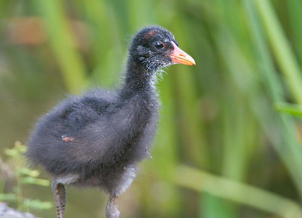 Welcome to. . .: Florida Birds!