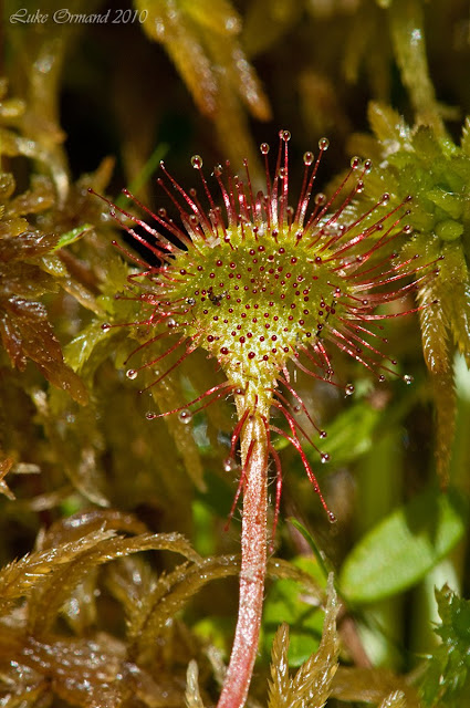 Wild Long Island Photography Blog: 2010-06-06