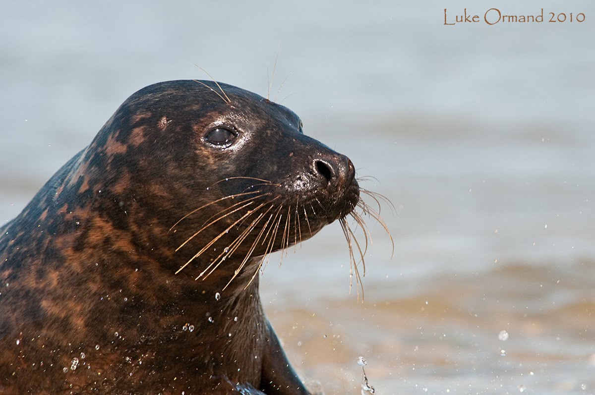 Wild Long Island Photography Blog: Summer Seals, Batches of Bugs and ...