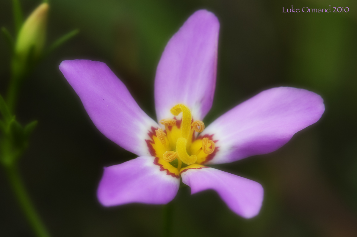 Wild Long Island Photography Blog: Flower Effects
