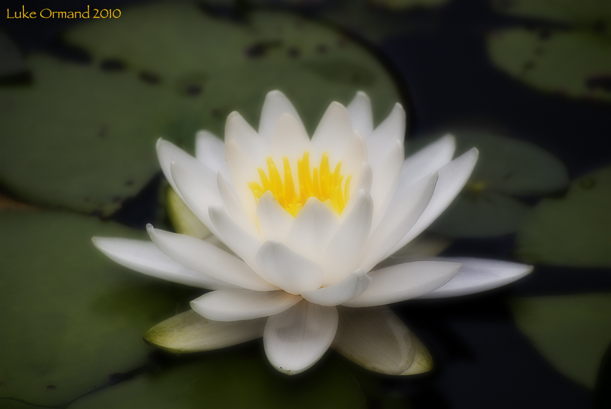 Wild Long Island Photography Blog: Flower Effects