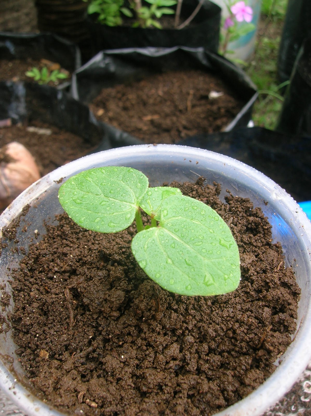 The Motuha Project: Polynesian Spinach