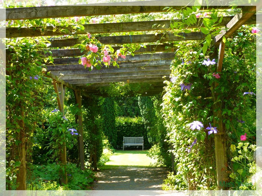 Photograff: Pergola fleurie